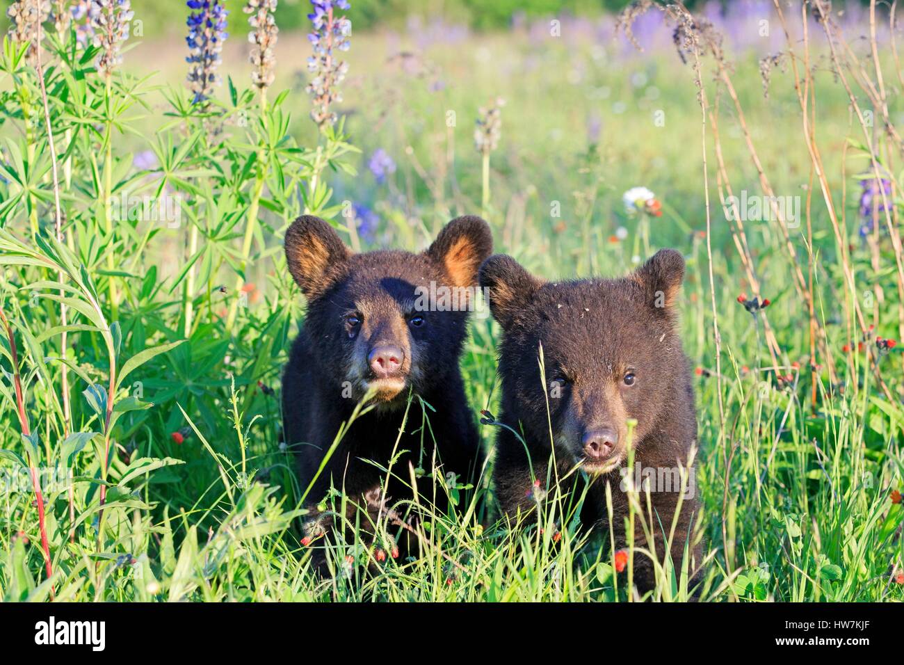 Baby bär in der wiese -Fotos und -Bildmaterial in hoher Auflösung – Alamy