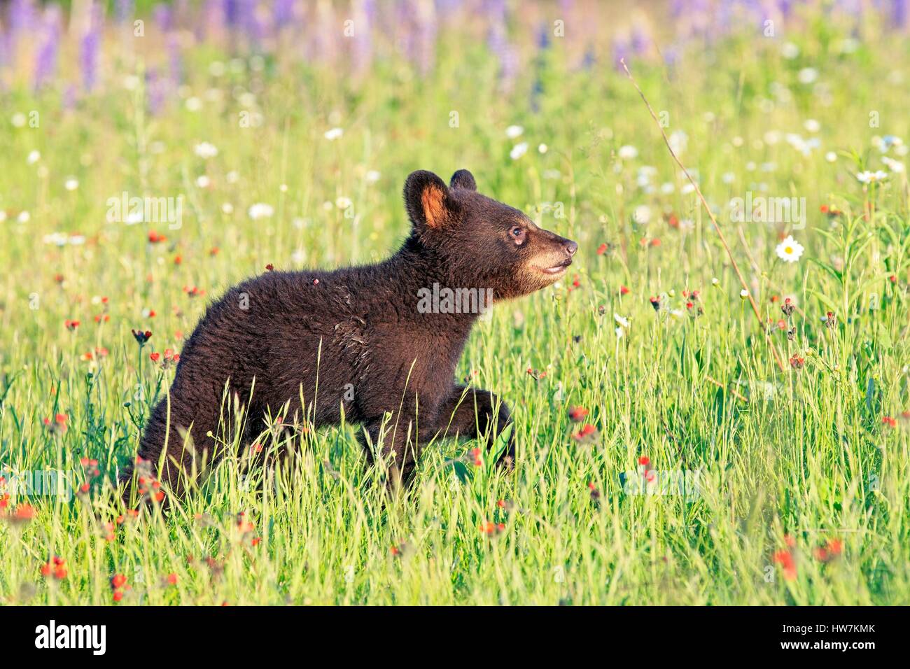 Baby bär in der wiese -Fotos und -Bildmaterial in hoher Auflösung – Alamy