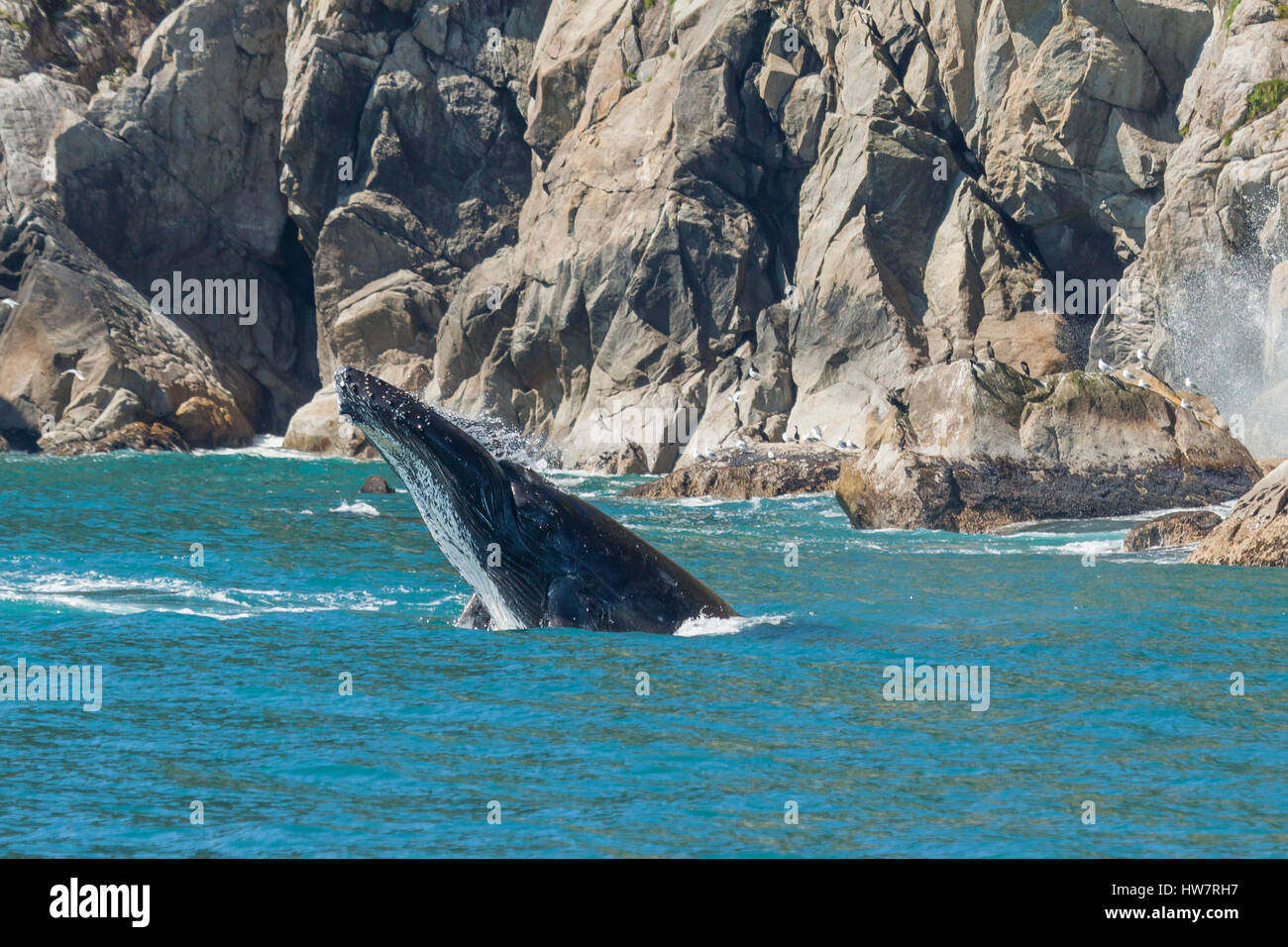 Buckelwal springen -Fotos und -Bildmaterial in hoher Auflösung – Alamy
