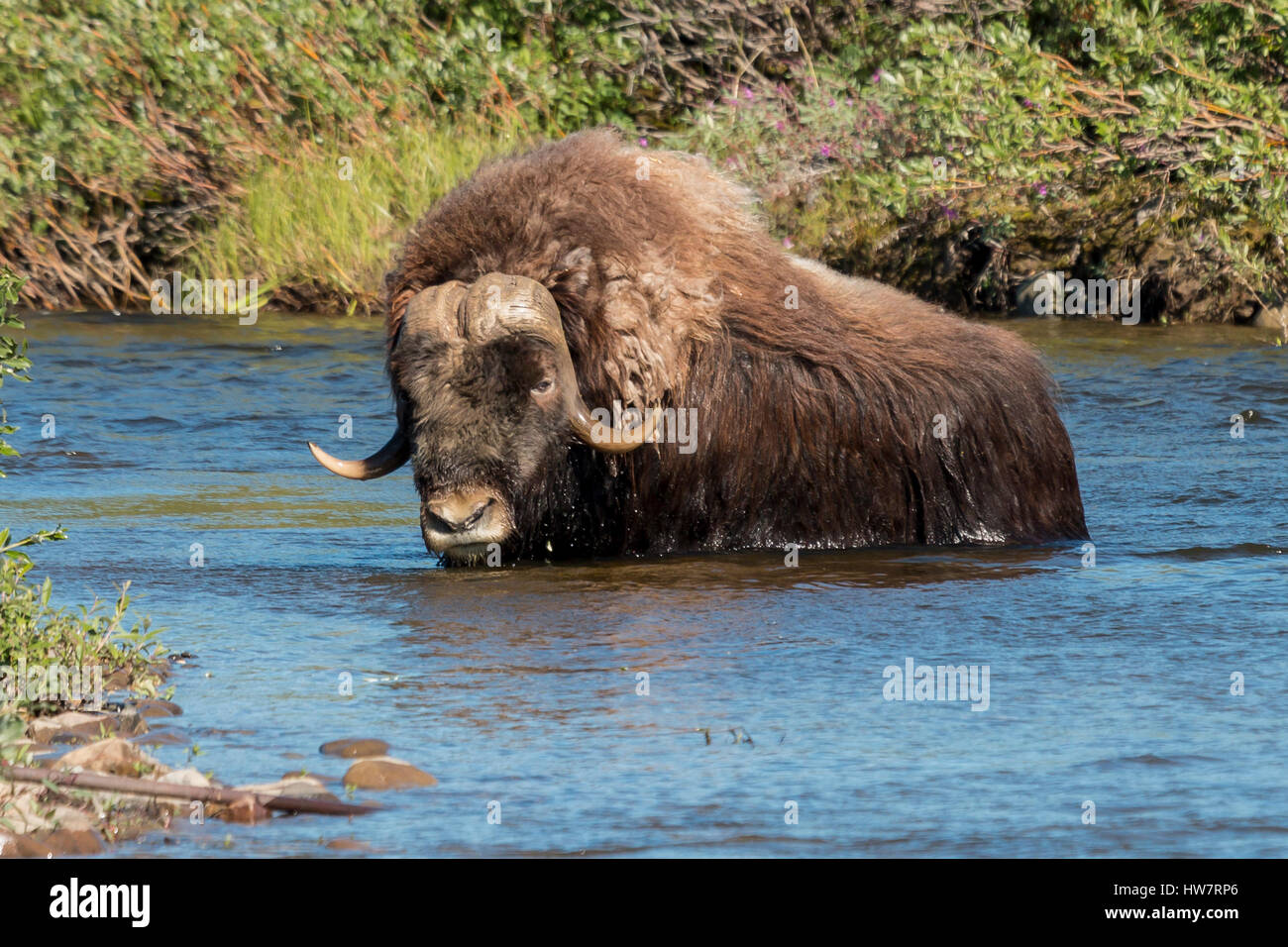 Moschus ochsen -Fotos und -Bildmaterial in hoher Auflösung – Alamy