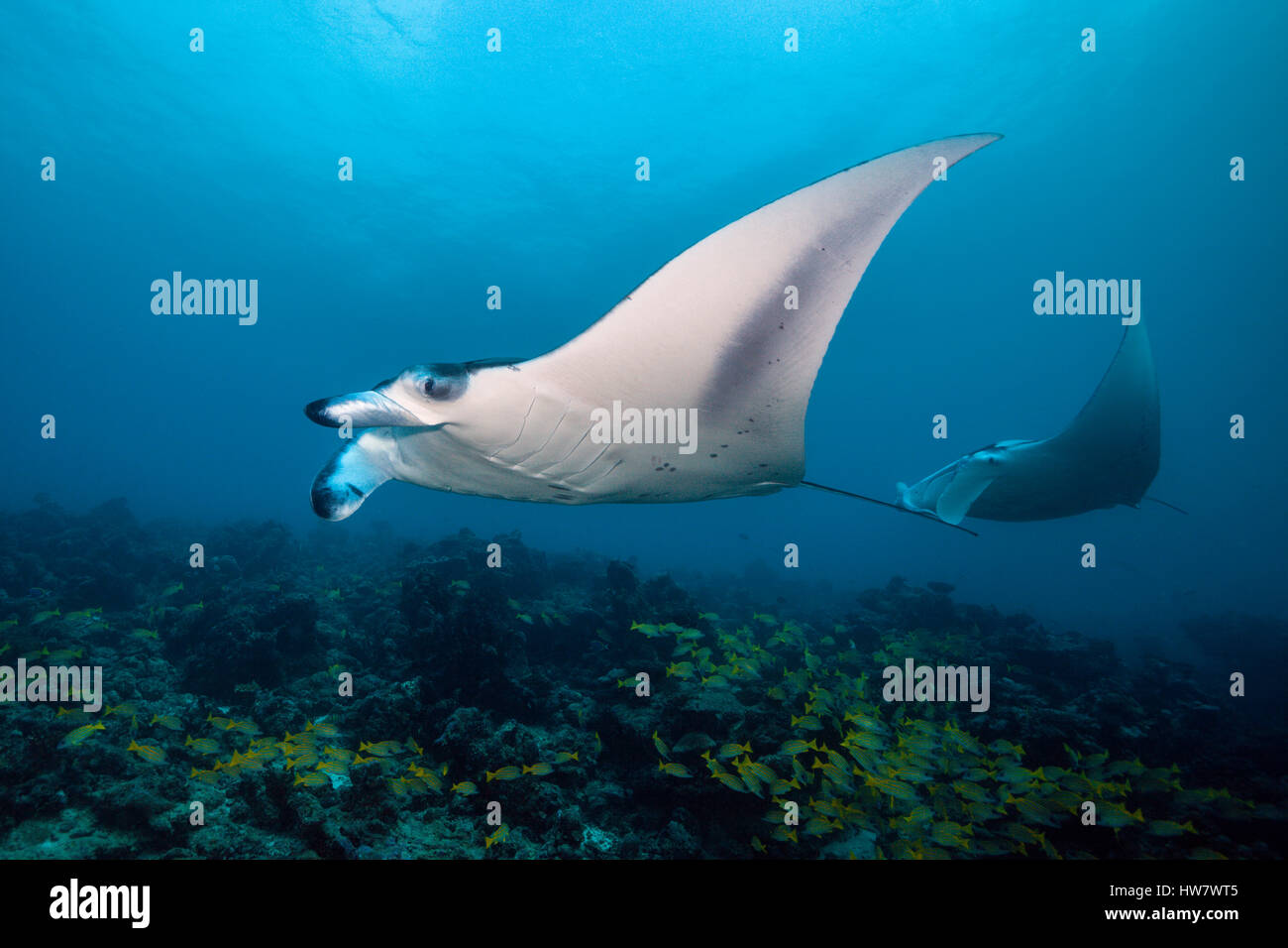 Manta ray maldives -Fotos und -Bildmaterial in hoher Auflösung – Alamy