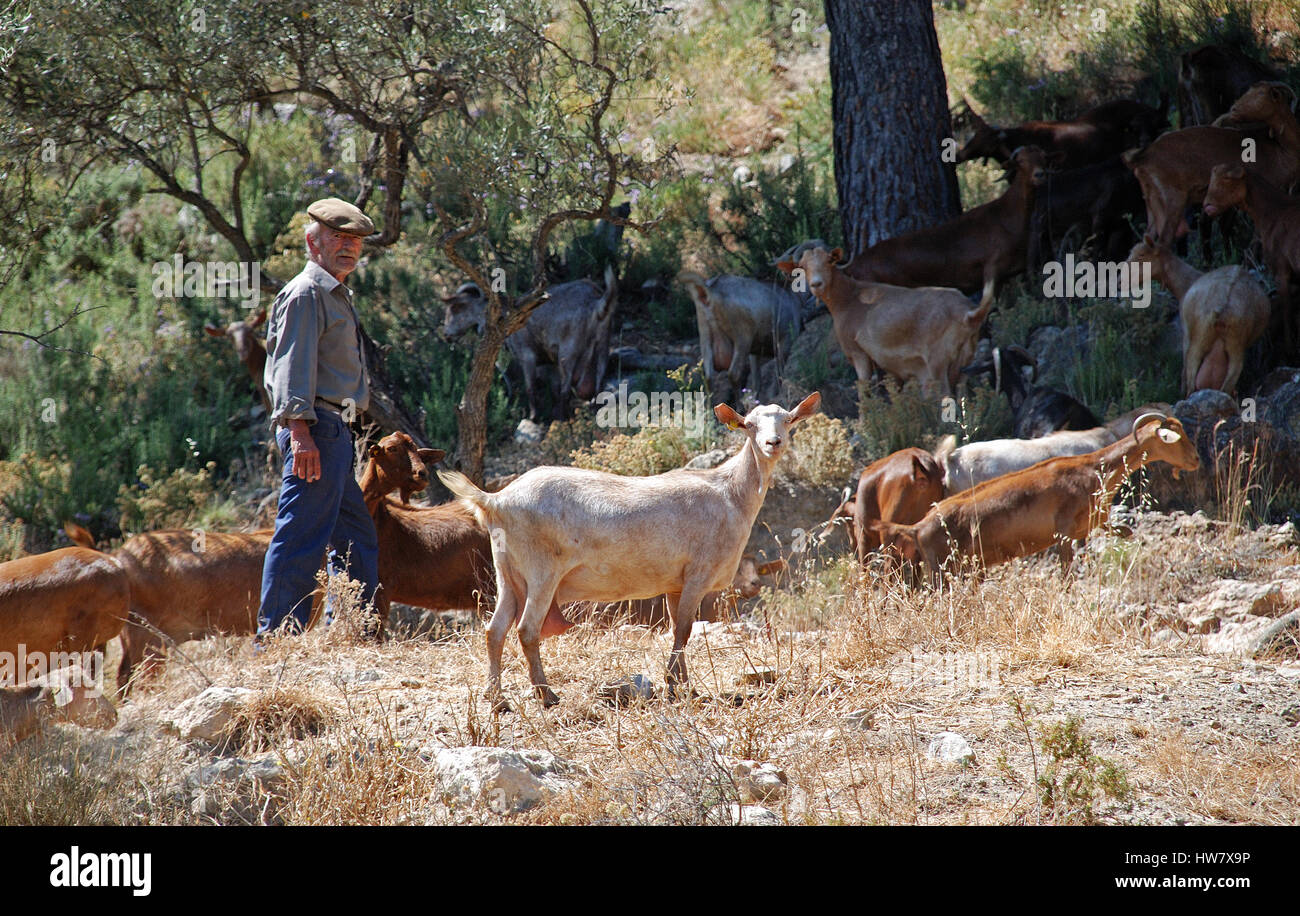 Hirte mit Ziegen auf dem Berg während der Frühling zwischen Torrox und ...