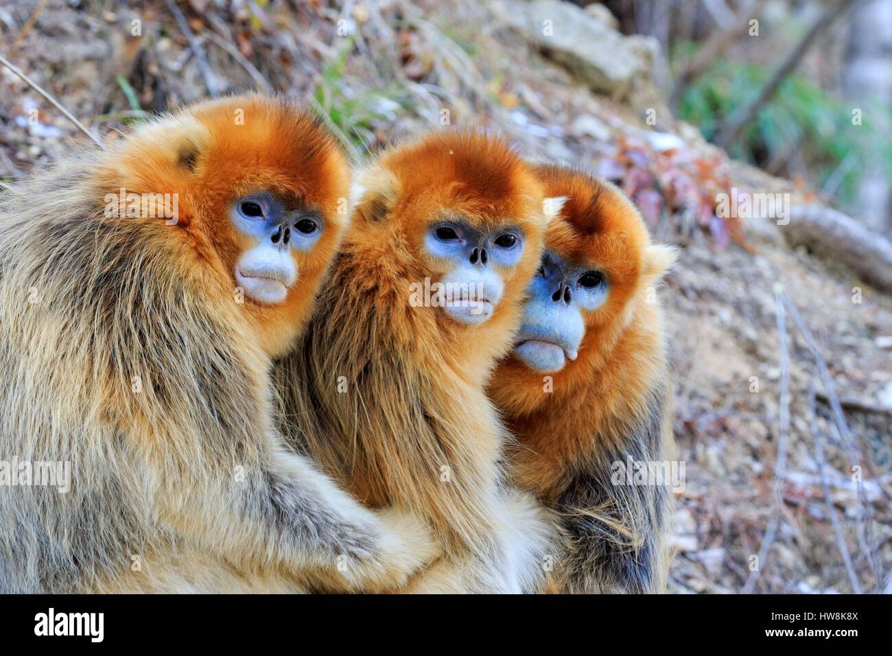 Golden snub nosed monkey -Fotos und -Bildmaterial in hoher Auflösung ...