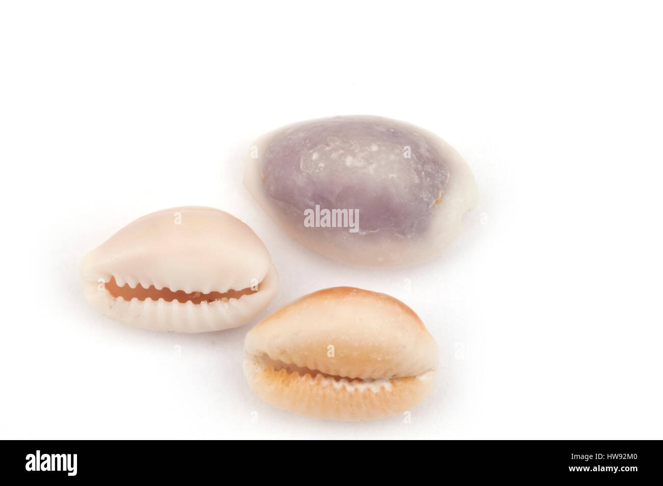 Kaurimuscheln isoliert auf weißem Hintergrund Stockfotografie - Alamy