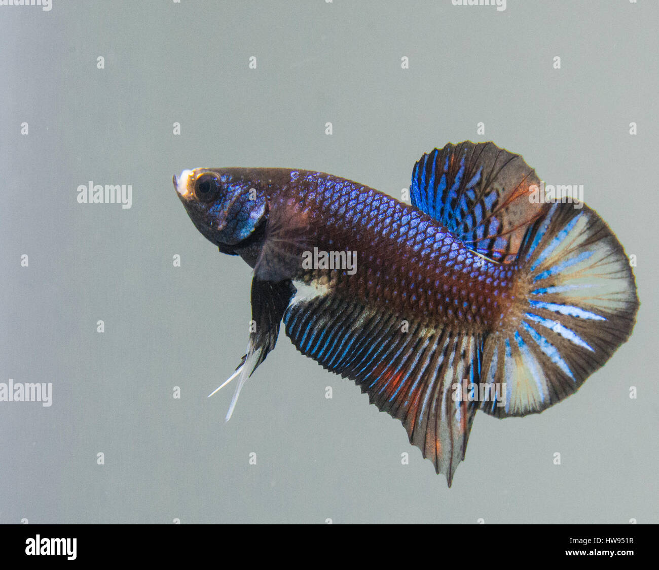 Betta splenden -Fotos und -Bildmaterial in hoher Auflösung – Alamy