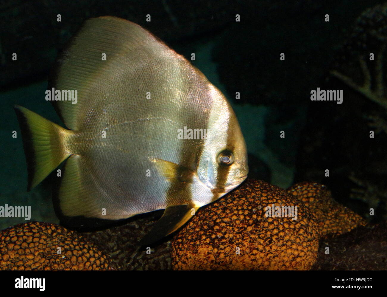 Heimisch im roten meer und im indischen ozean -Fotos und -Bildmaterial ...