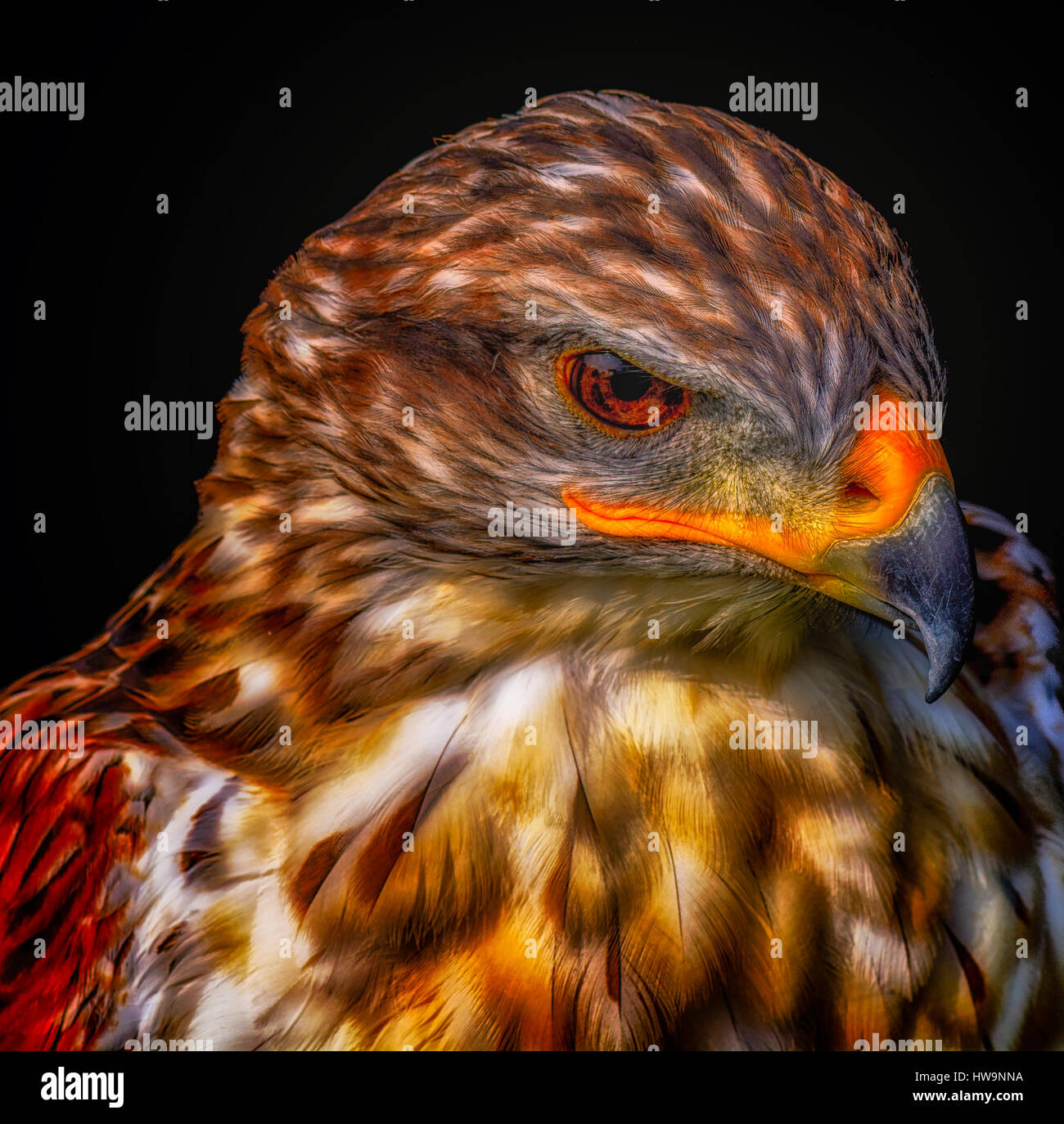 Surrealistische Fantasie hawk/Falcon Head-shot Portrait Suchen wütend ...