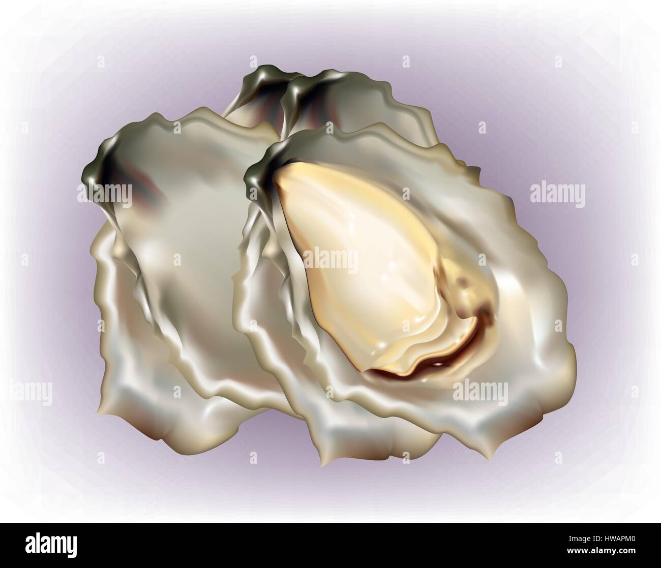 Austern schalentiere Stock-Vektorgrafiken kaufen - Alamy