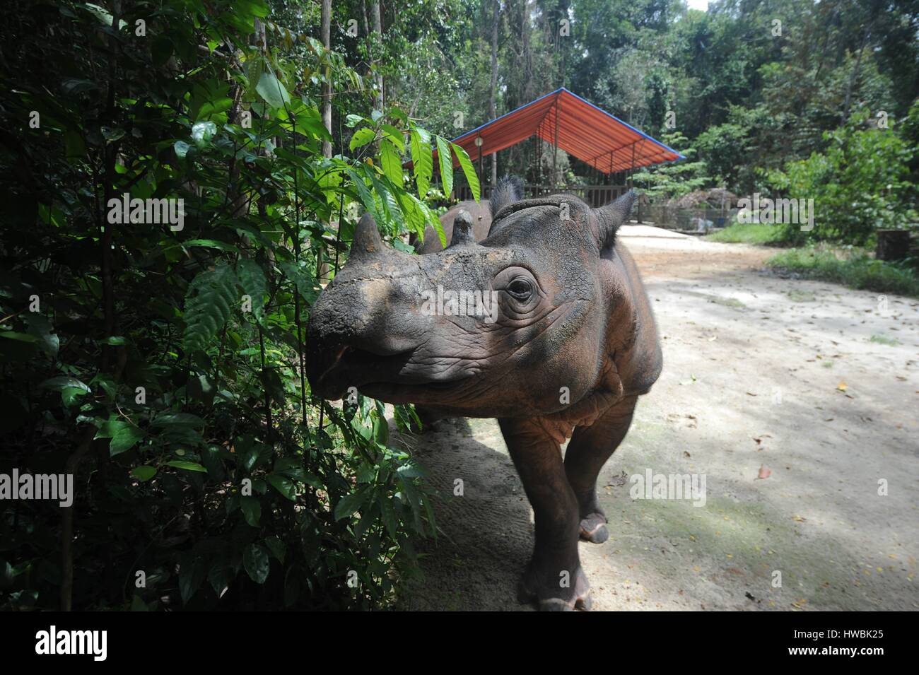 Sumatran rhino sanctuary -Fotos und -Bildmaterial in hoher Auflösung – Alamy