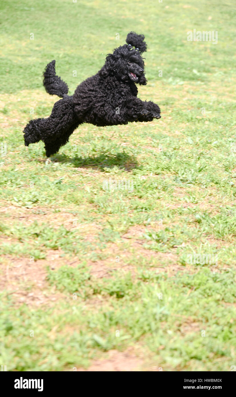 Pudel miniatur -Fotos und -Bildmaterial in hoher Auflösung – Alamy