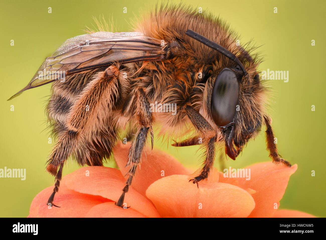 Honey bee extreme magnification -Fotos und -Bildmaterial in hoher ...