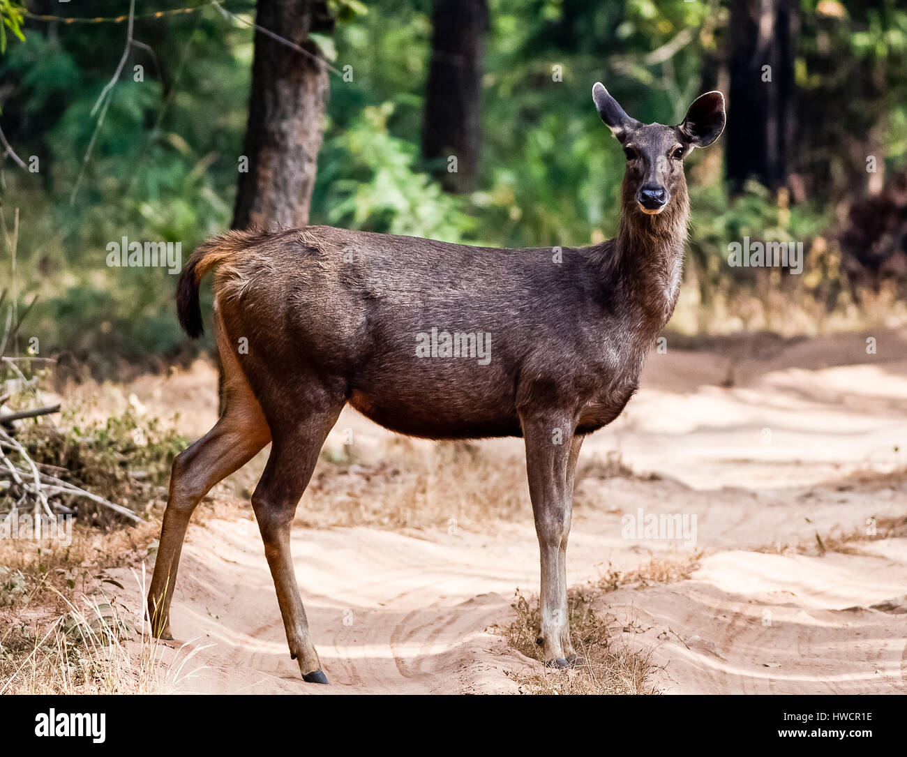 Sambar doe -Fotos und -Bildmaterial in hoher Auflösung – Alamy