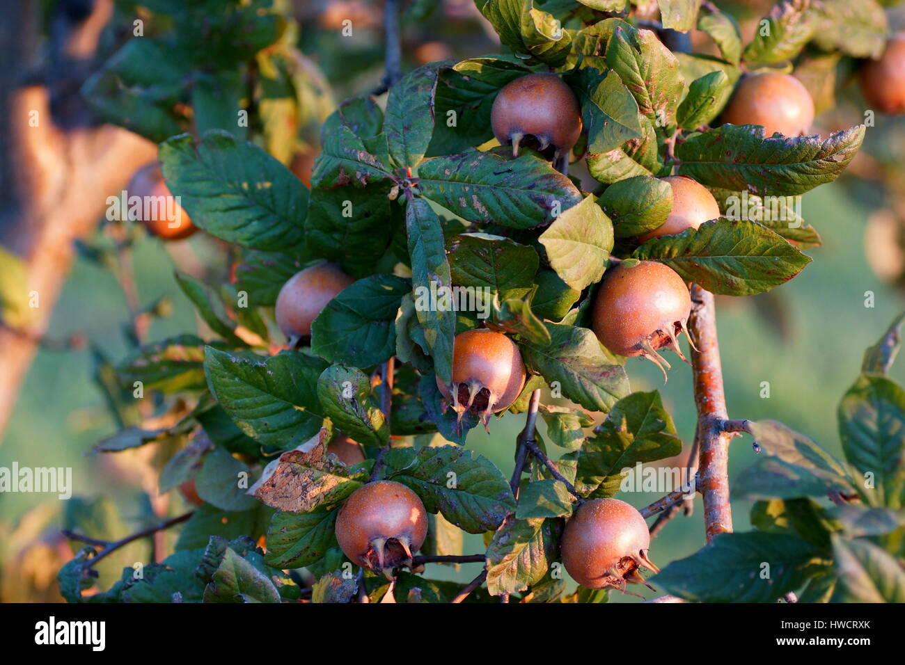 Canescens Germanica, Crataegus Germanica, Mispel, Mispel ...