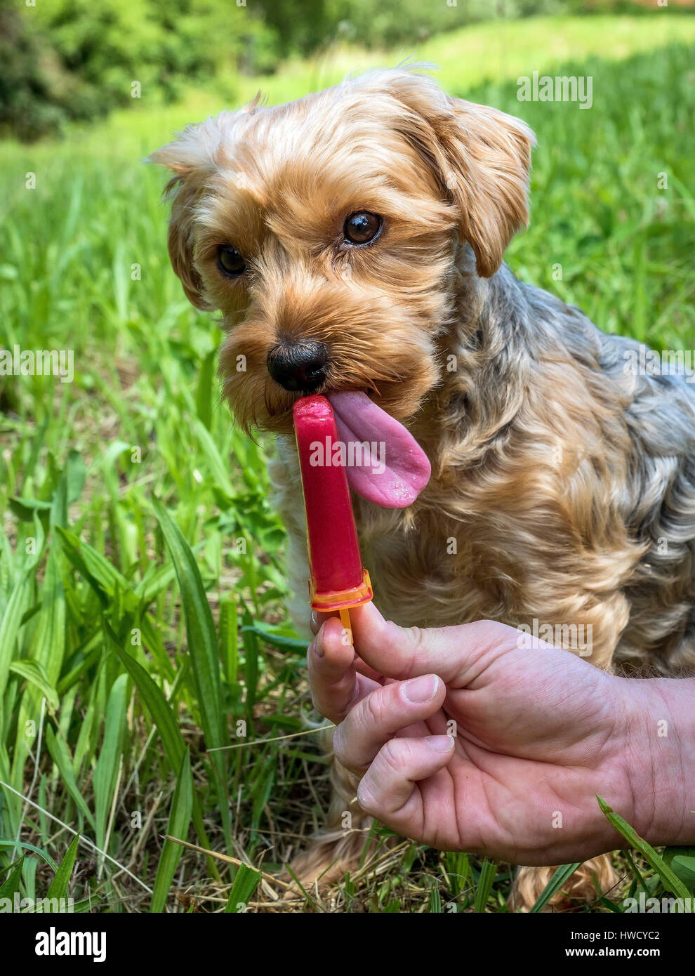 Für Kühlung Hund Billy Eis als Erfrischung im Sommer., Zur Abkühlung ...