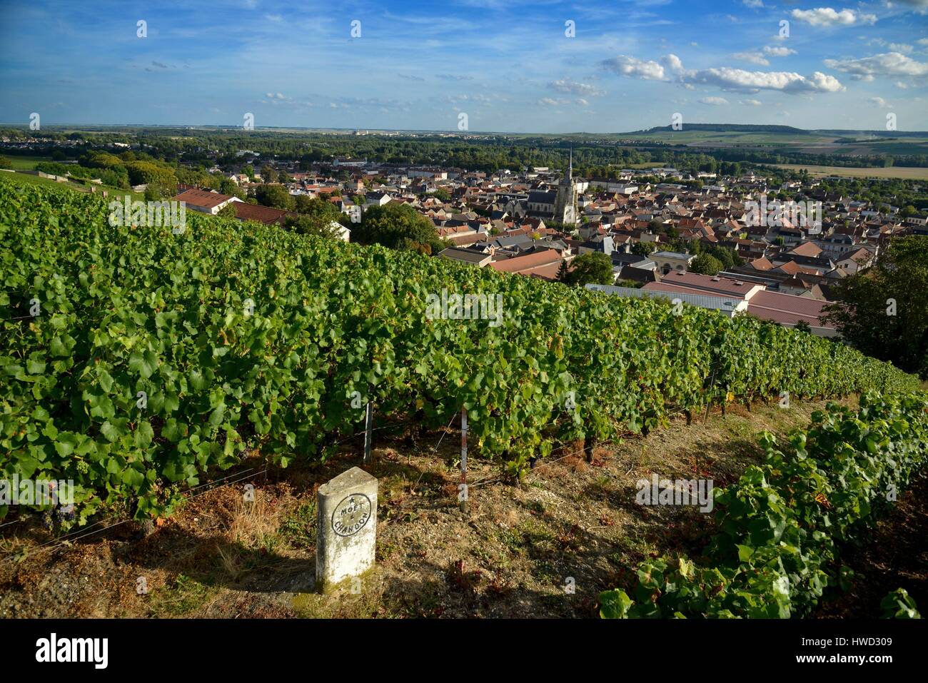 Frankreich, Marne, Ay, Marne Tal, Grenze bounding Grundstück in einem ...