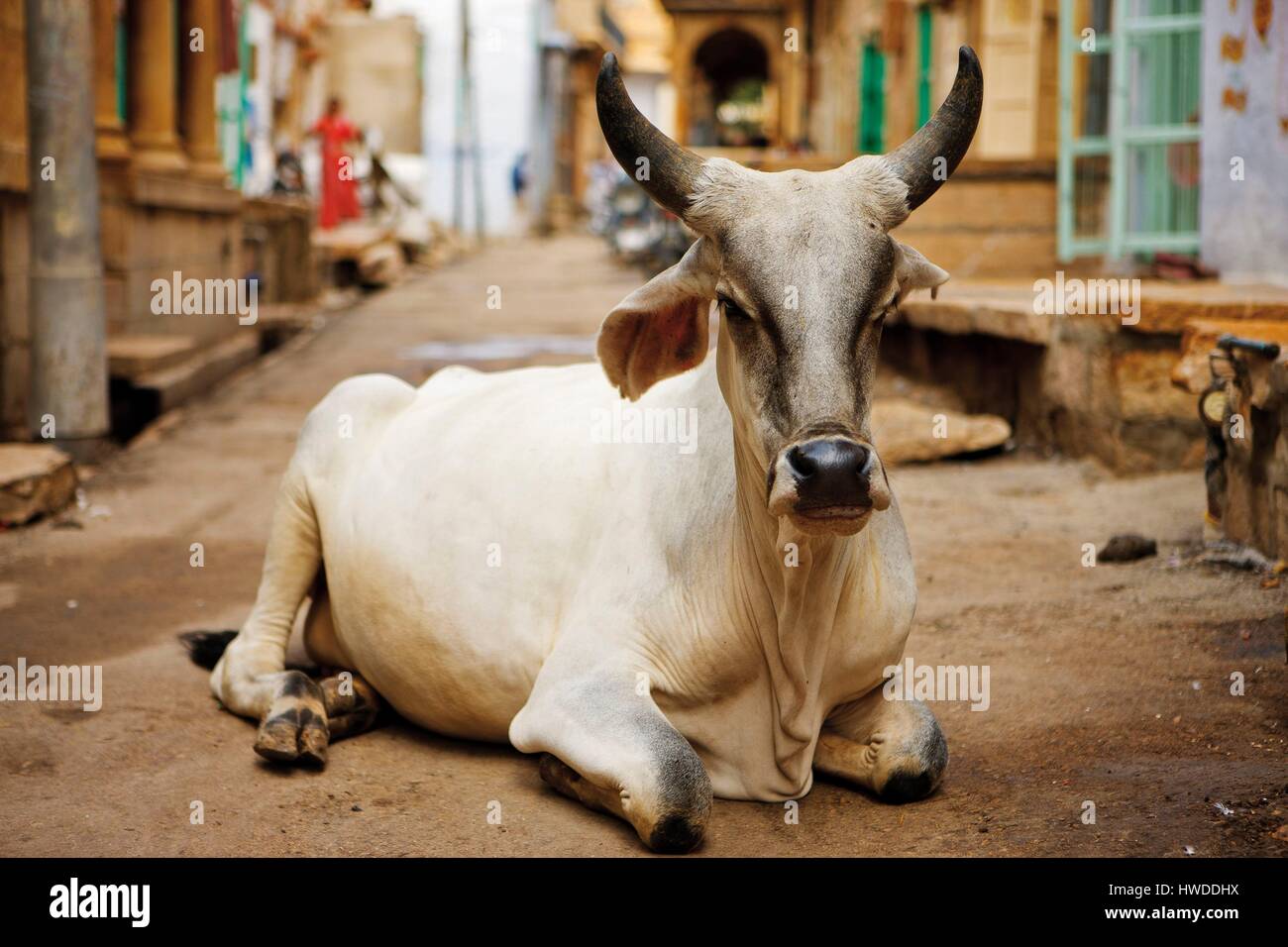 Indien, Rajasthan, Jaisalmer, heilige Kuh auf der Straße Stockfoto ...