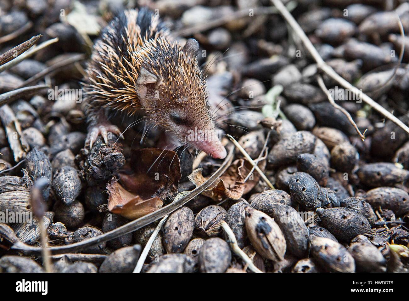 Großer tenrek -Fotos und -Bildmaterial in hoher Auflösung – Alamy