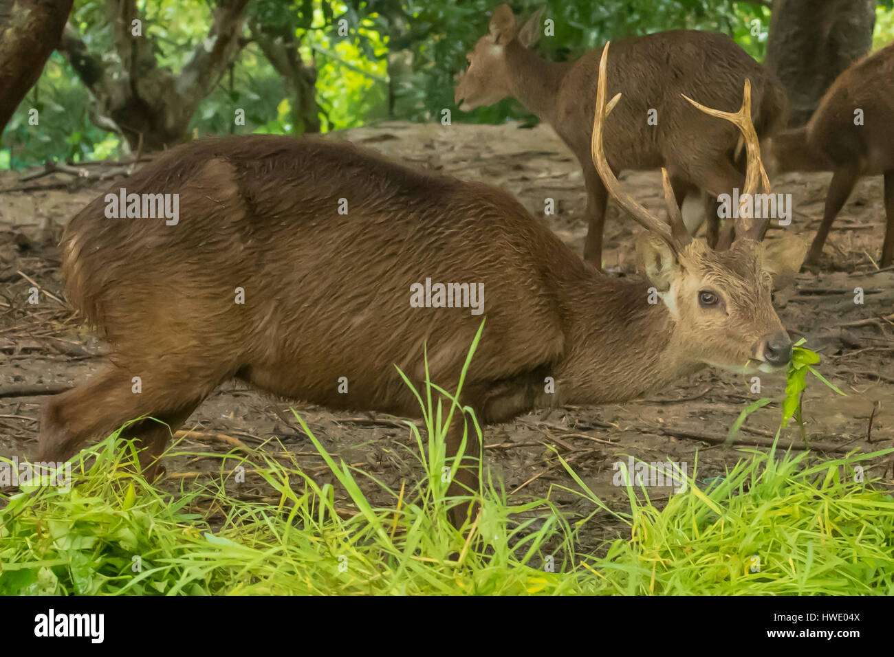 Bawean hog deer -Fotos und -Bildmaterial in hoher Auflösung – Alamy