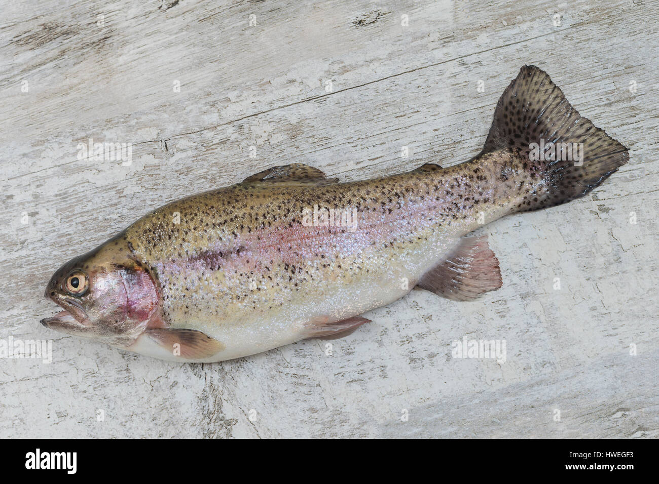 Wilde forelle -Fotos und -Bildmaterial in hoher Auflösung – Alamy