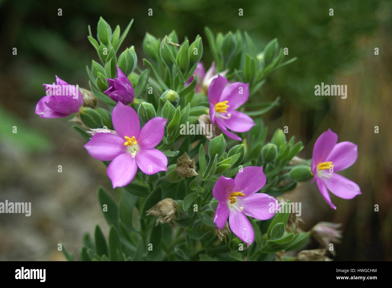 Orphium frutescens orphium frutescens -Fotos und -Bildmaterial in hoher ...