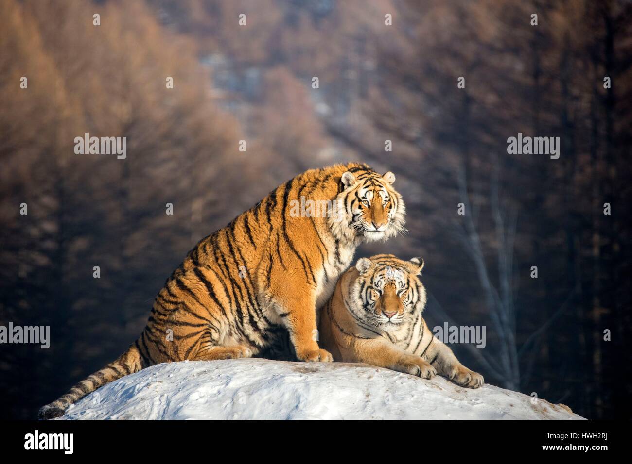 Siberian tiger harbin china -Fotos und -Bildmaterial in hoher Auflösung ...