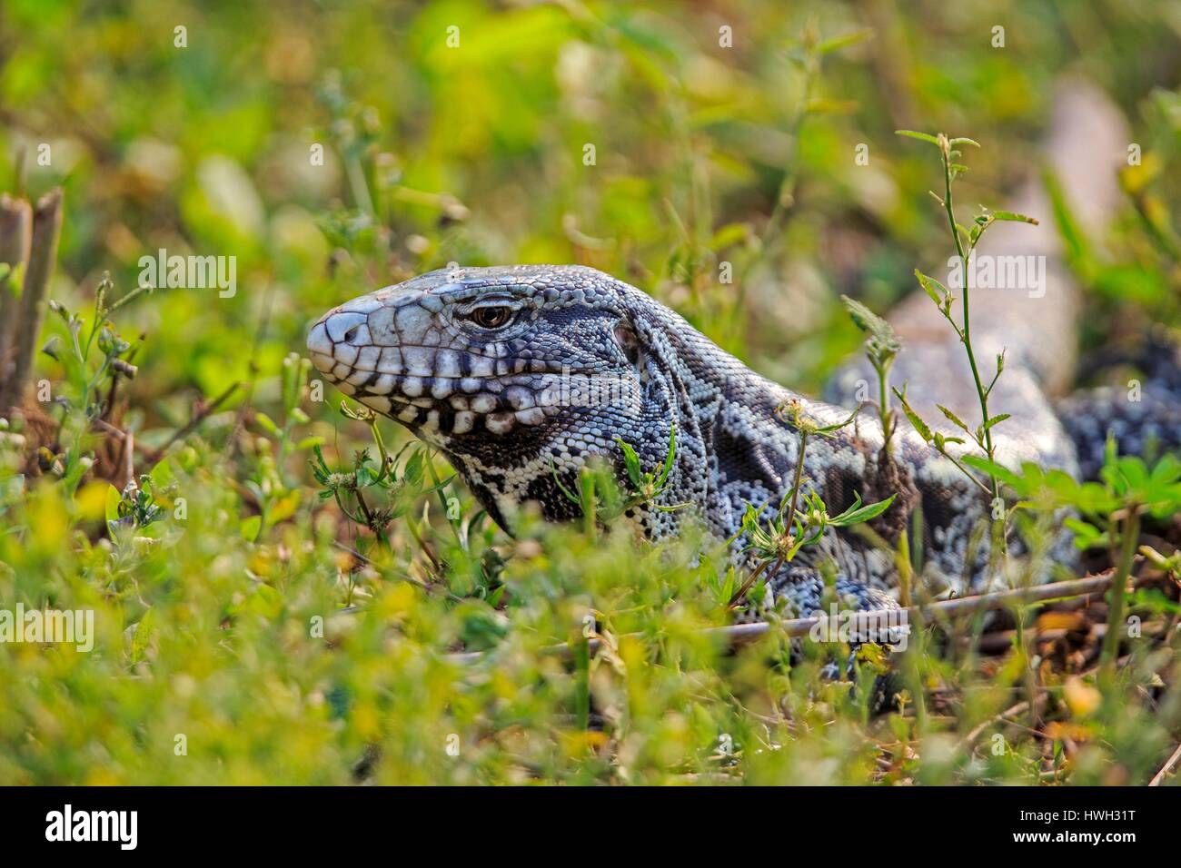 Kolumbianischer tegu tupinambis teguixin -Fotos und -Bildmaterial in hoher Auflösung – Alamy