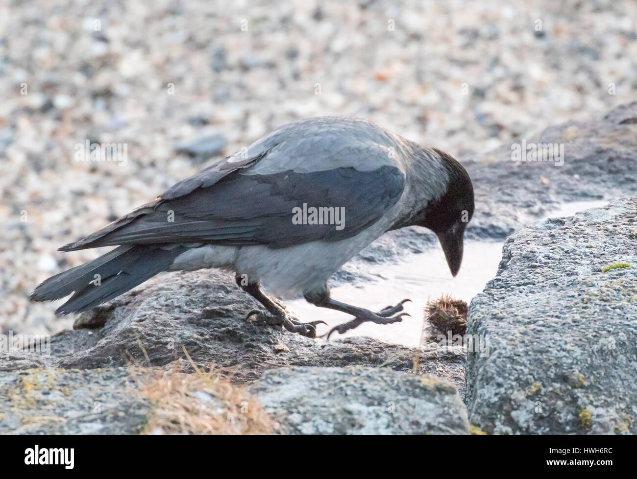 Echinus sp -Fotos und -Bildmaterial in hoher Auflösung – Alamy