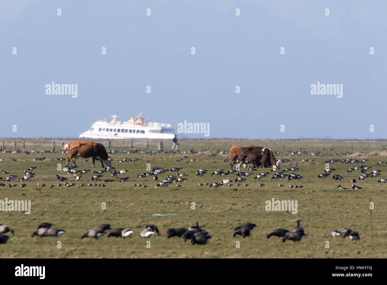 Nonne gans -Fotos und -Bildmaterial in hoher Auflösung – Alamy