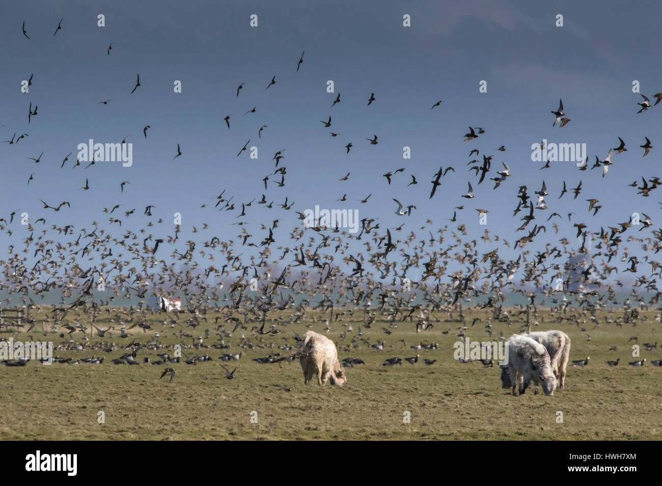 Island hooge -Fotos und -Bildmaterial in hoher Auflösung – Alamy