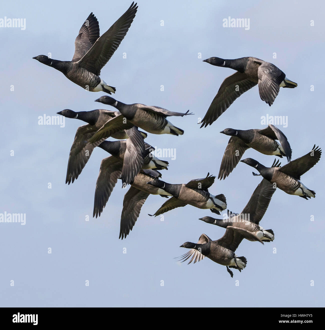 Island Hooge Stockfotos und -bilder Kaufen - Alamy