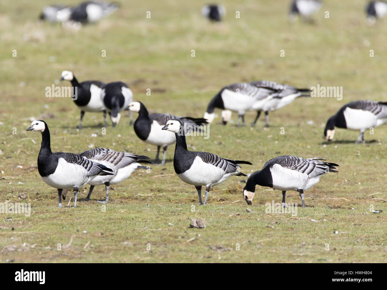 "Nonne Gänse, Deutschland; Schleswig - Holstein; Nord-Fries-Land ...