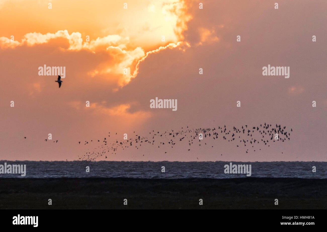 Island Hooge Stockfotos & Island Hooge Bilder - Alamy