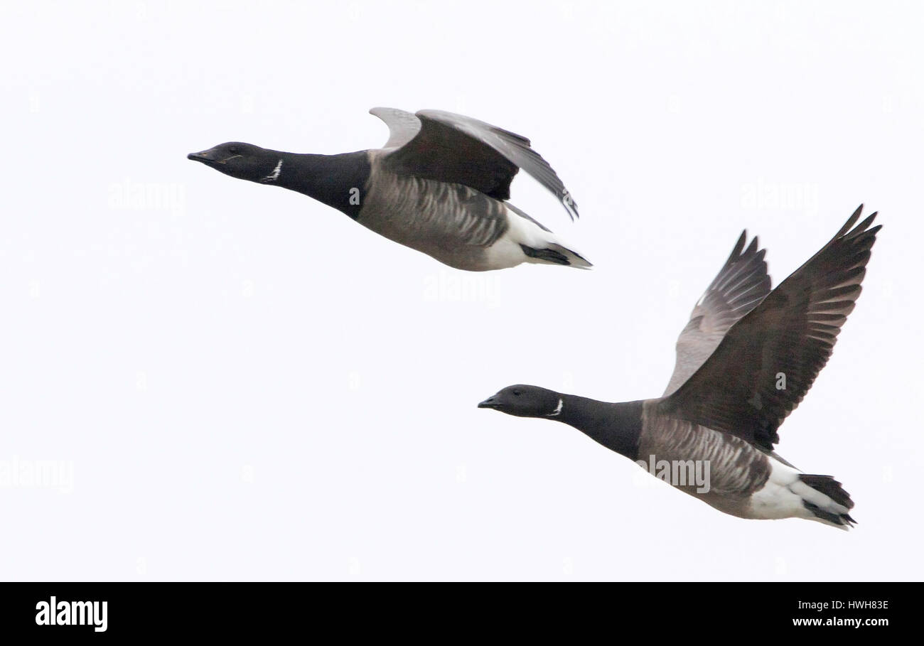 "Ringlet Gänse im Flug, Deutschland; Schleswig - Holstein; Nord-Fries ...