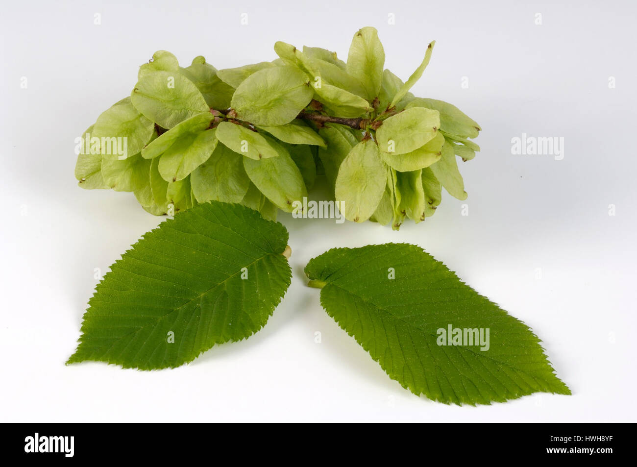 Holländische Rüster, Blätter und Blüte, Ulmus Minor, Feldulme, Blätter und Blüte, Ulme, Ulmus ...