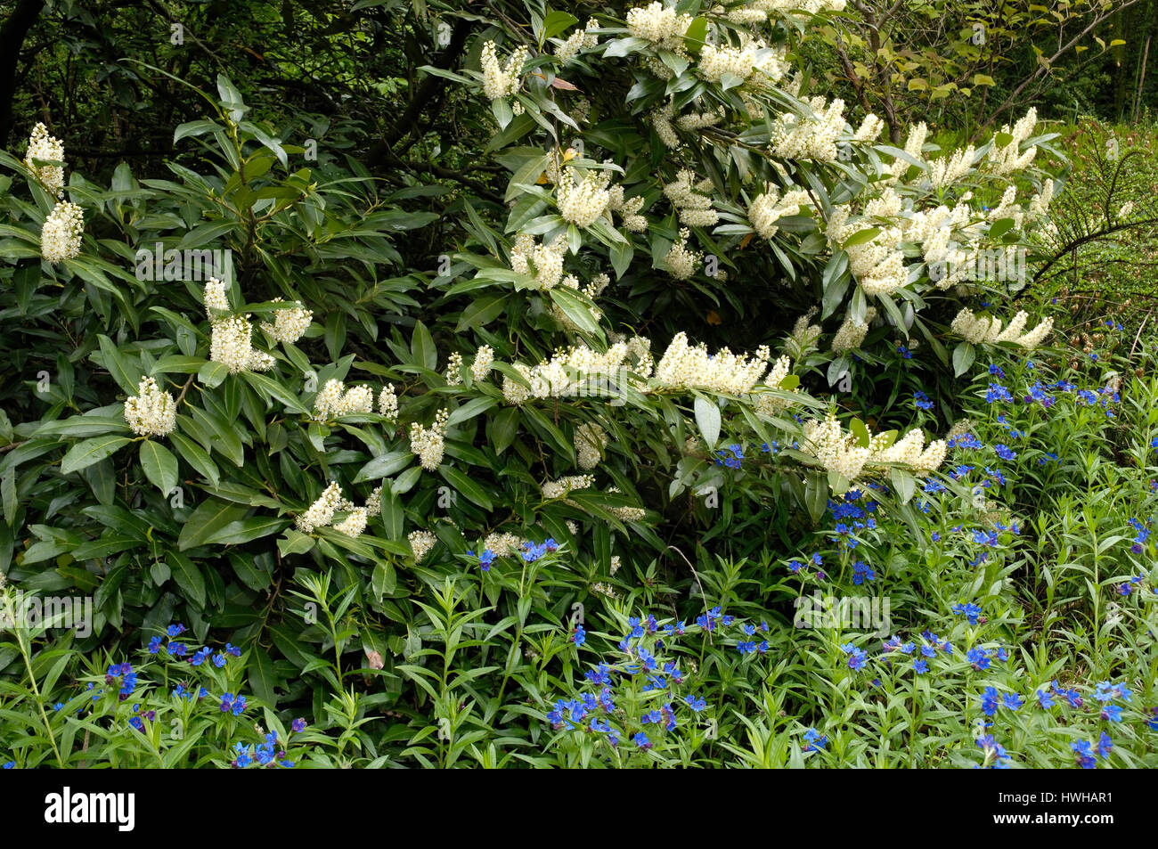 Kirschlorbeer, Prunus Laurocerasus Kirschlorbeer, Lorbeerkirsche ...