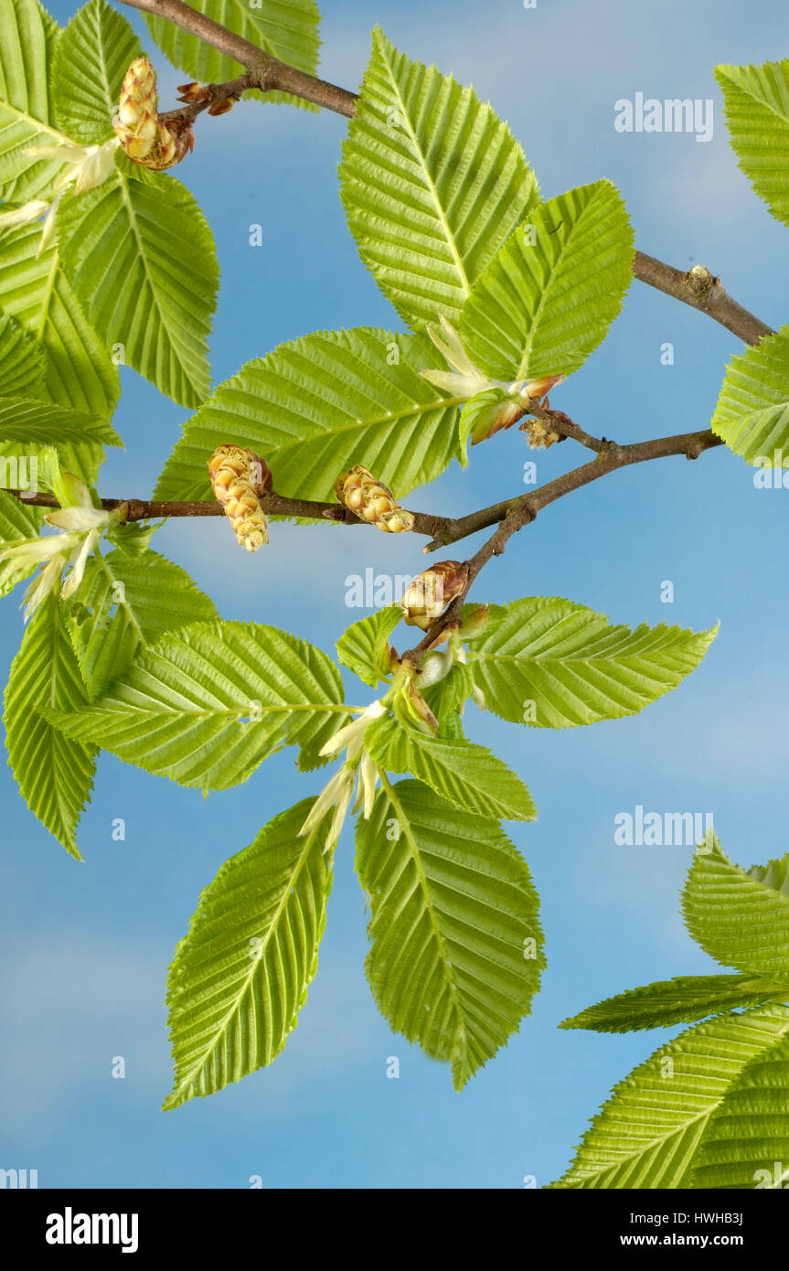 Hainbuche, Blätter, Carpinus Betulus, Hainbuche, Buche weiss ...