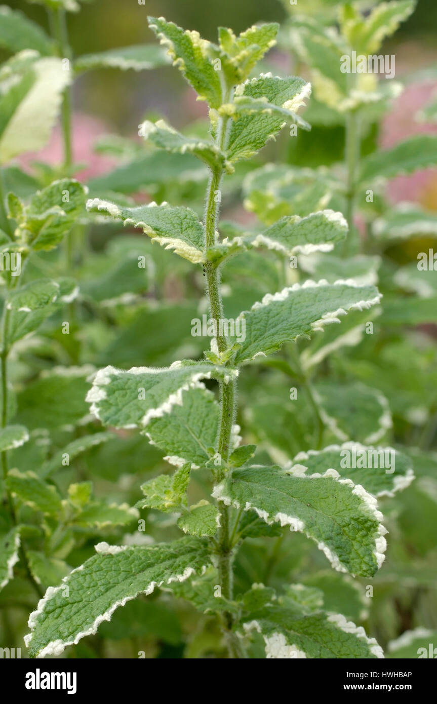 Ananas-Minze-Variegata, Mentha Suaveolens, Ananas Minze Variegata ...