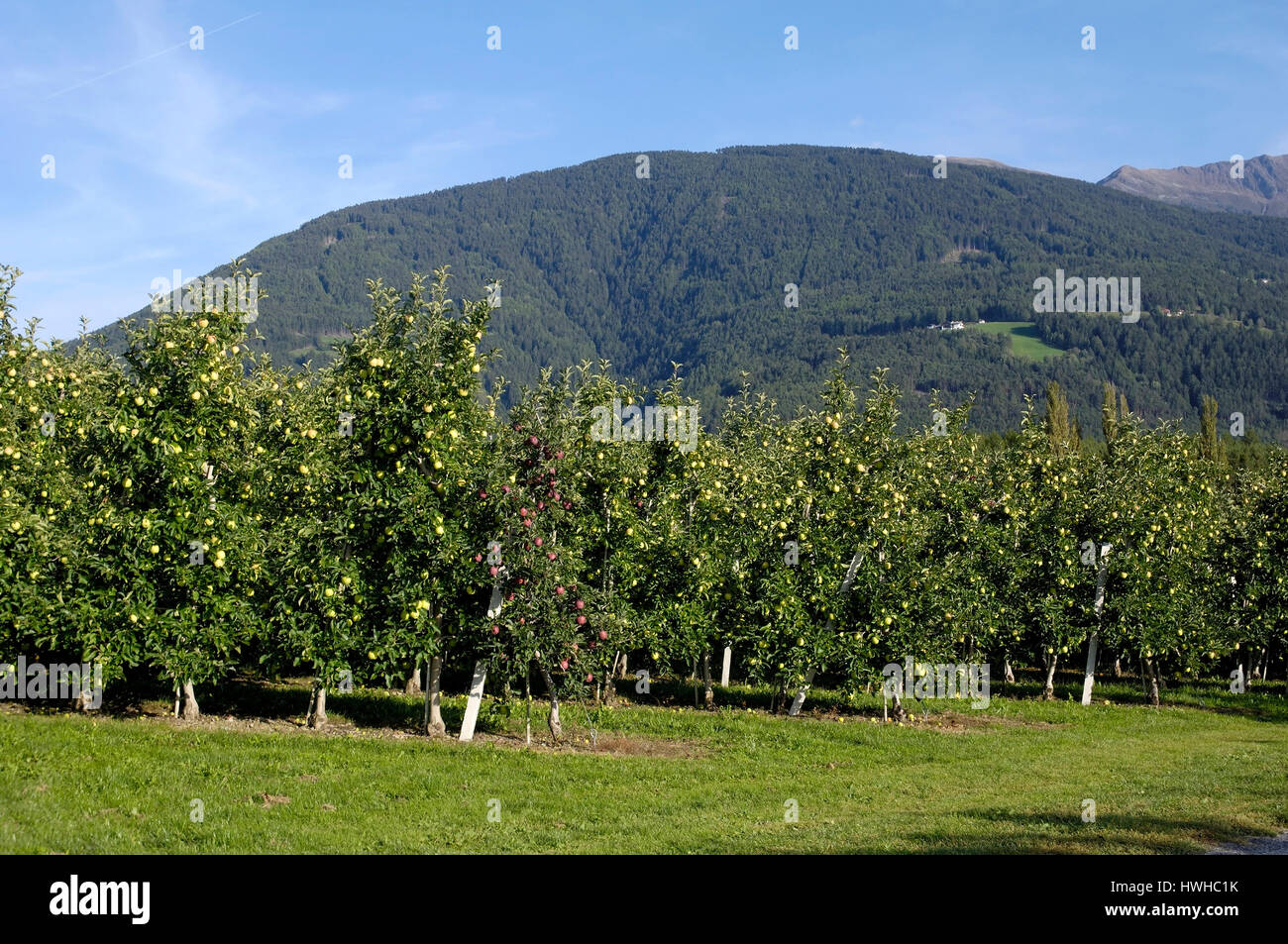 Äpfel am Baum, Äpfel in der Baum-Obst-Plantage in Südtirol, Äpfel am ...