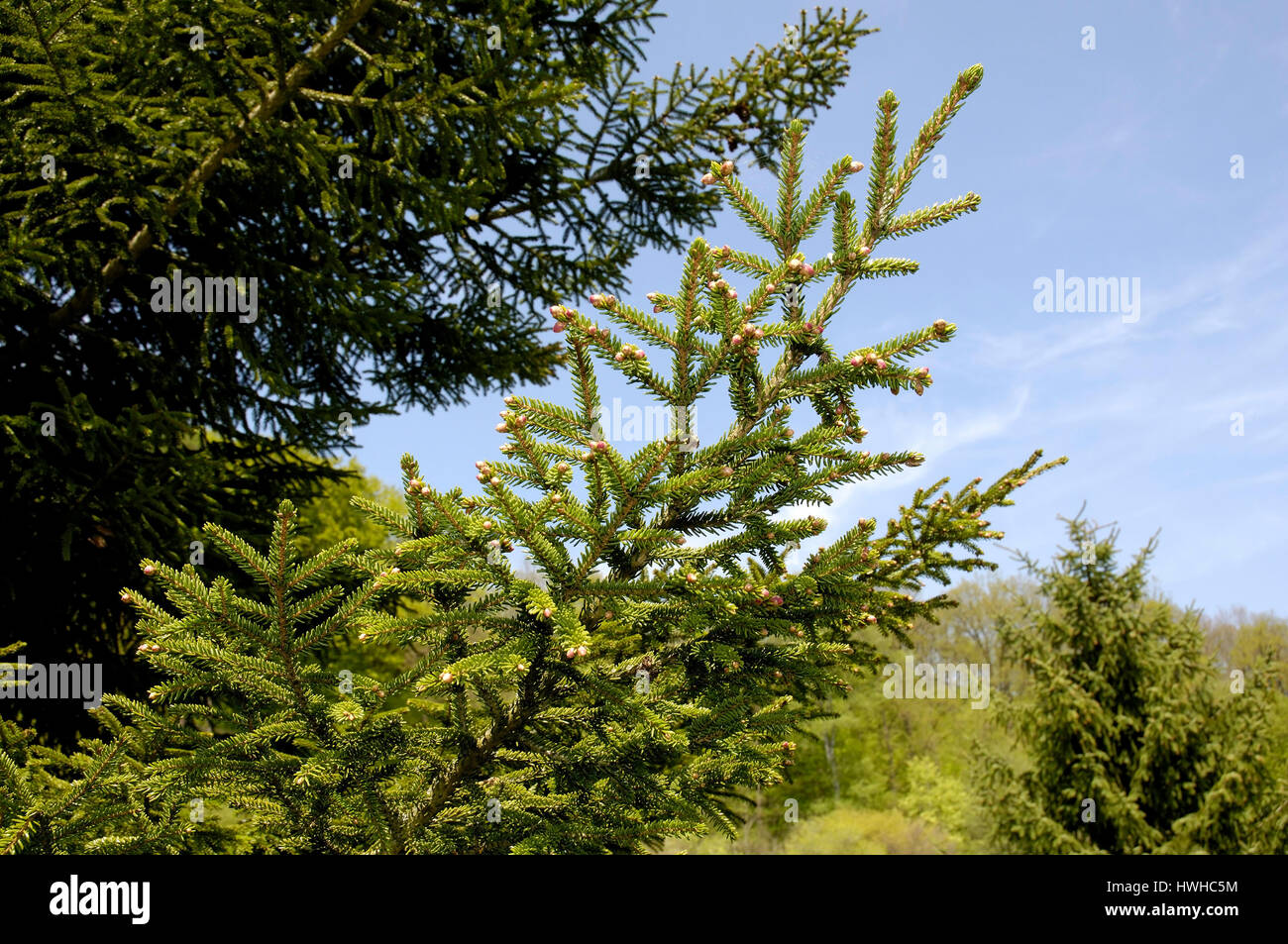 Orientalische Fichte, Picea Orientalis, Caucasus Fichte, Ost-Fichte ...