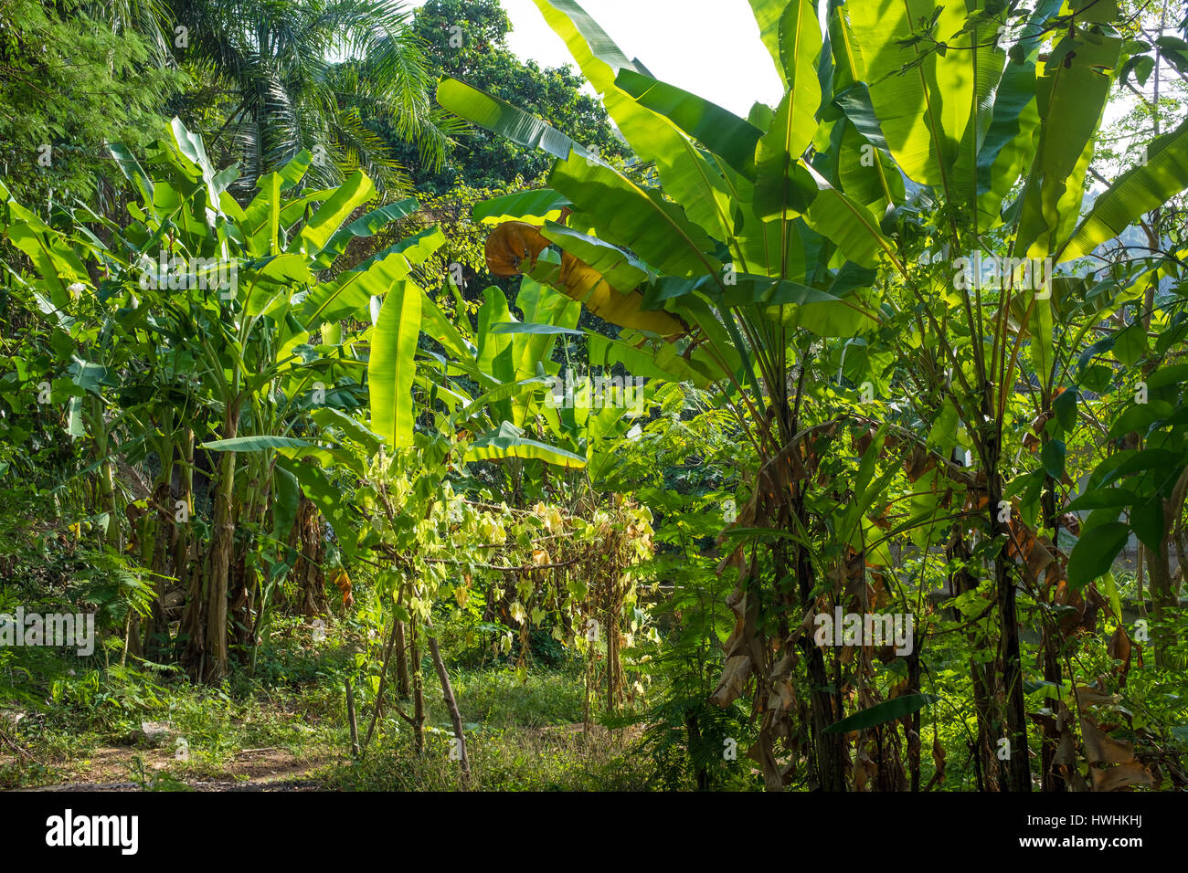 Der bananenbaum -Fotos und -Bildmaterial in hoher Auflösung – Alamy