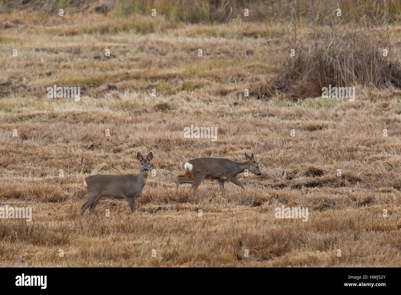 Zwei rehe in -Fotos und -Bildmaterial in hoher Auflösung – Alamy