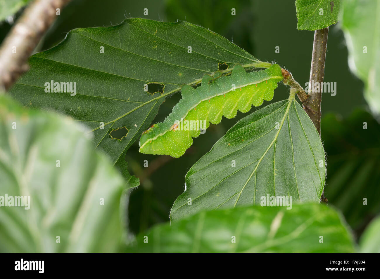 Nagelfleck, Raupe Frisst eine Buche Aglia Tau, Tau Kaiser, Raupe, La ...