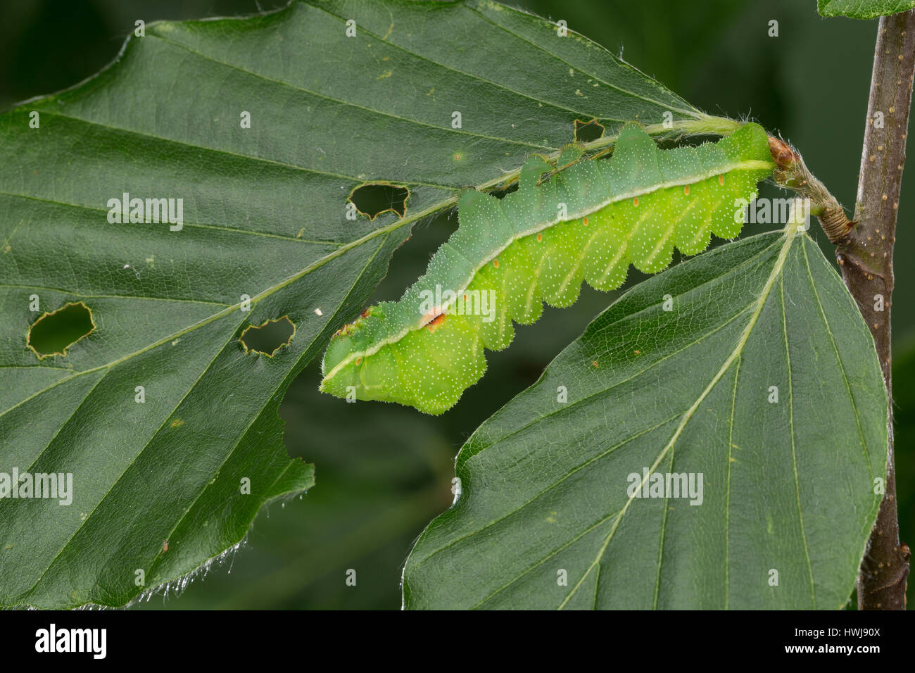 Nagelfleck, Raupe Frisst eine Buche Aglia Tau, Tau Kaiser, Raupe, La ...