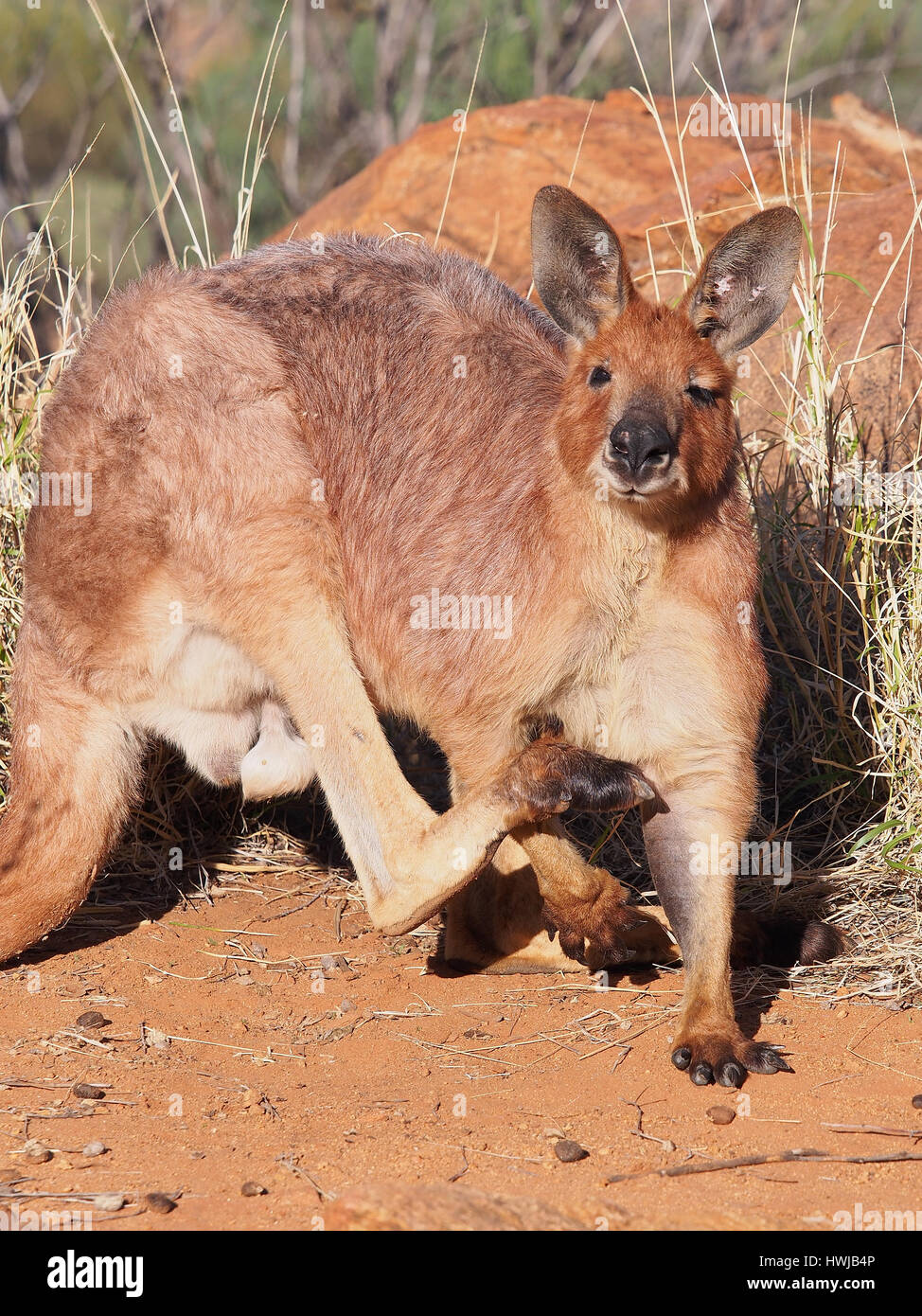 Kangaroo Hunting Stockfotos und -bilder Kaufen - Alamy