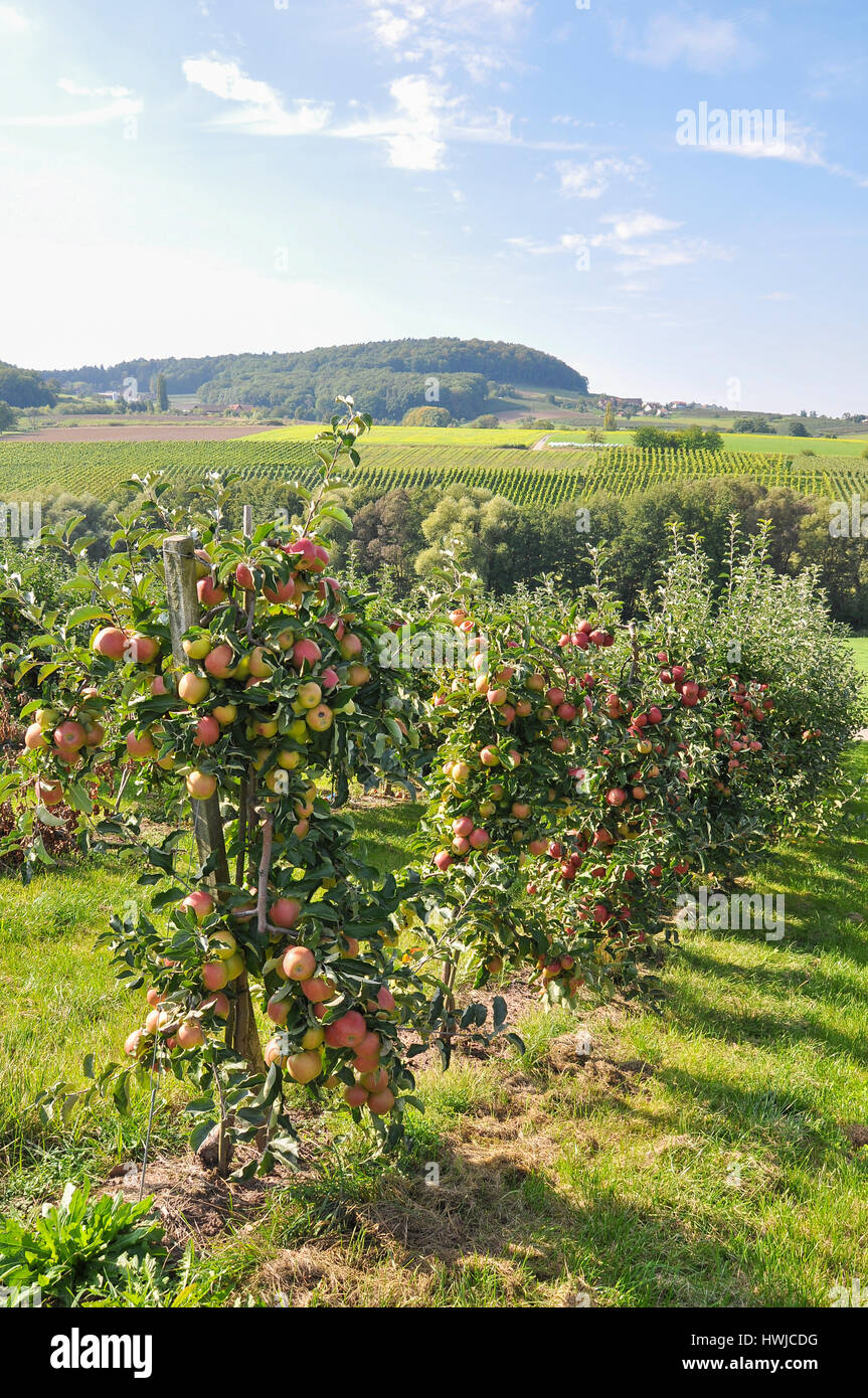Fruit plantations -Fotos und -Bildmaterial in hoher Auflösung – Alamy