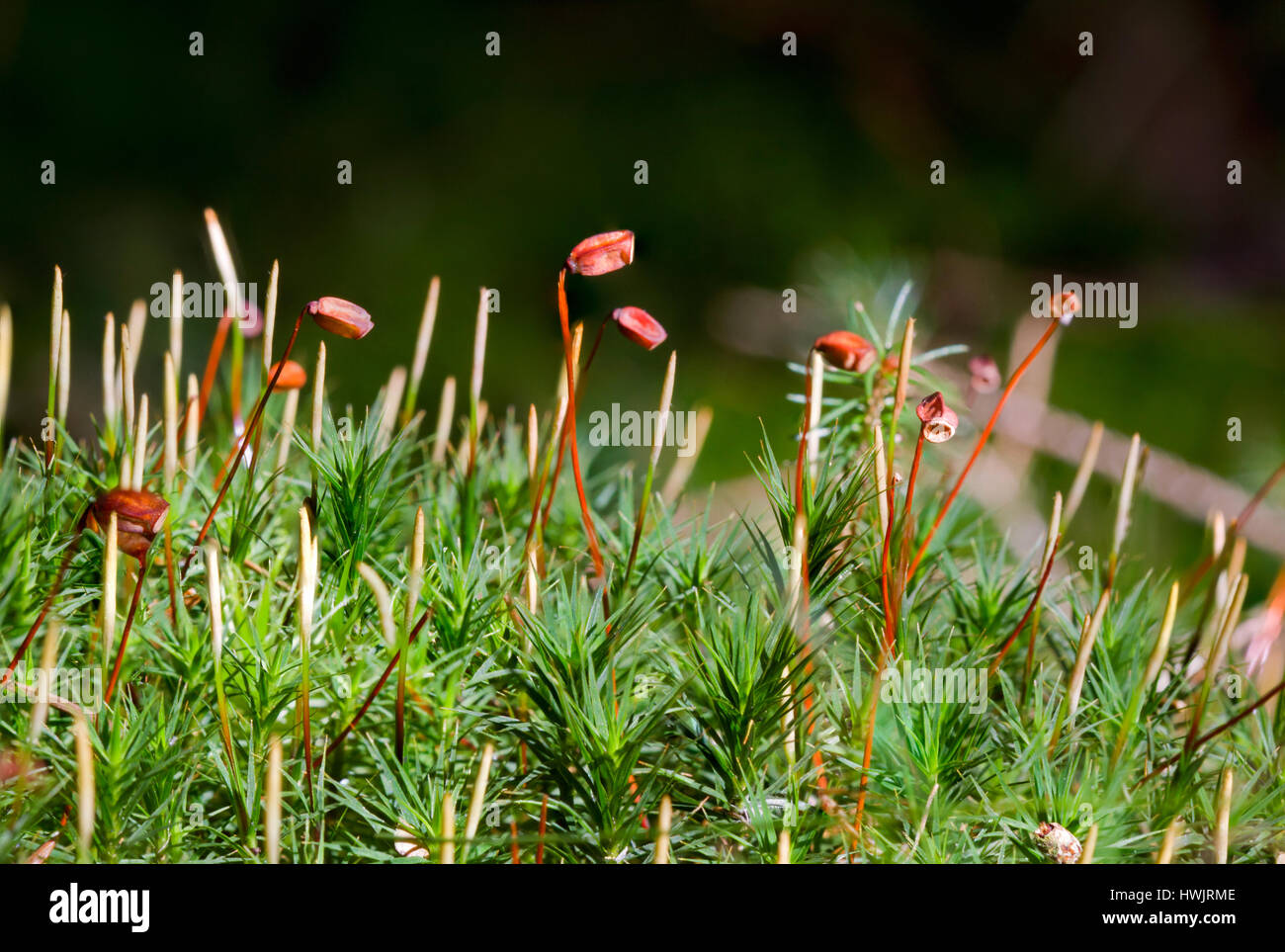 Laubmoose Haircap Moos Stockfotografie - Alamy