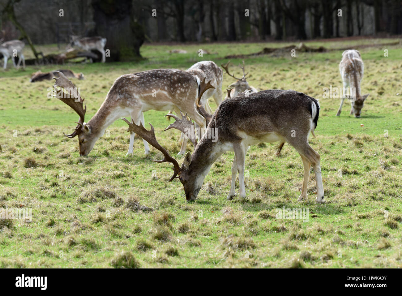 Rotwild Herde Stockfotos und -bilder Kaufen - Alamy