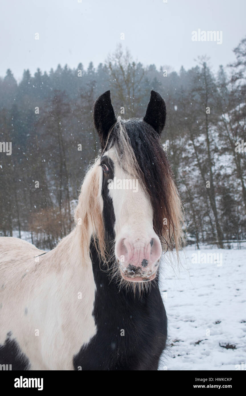 Irish gypsy -Fotos und -Bildmaterial in hoher Auflösung – Alamy