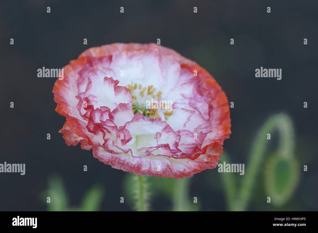 Chor der engel -Fotos und -Bildmaterial in hoher Auflösung – Alamy