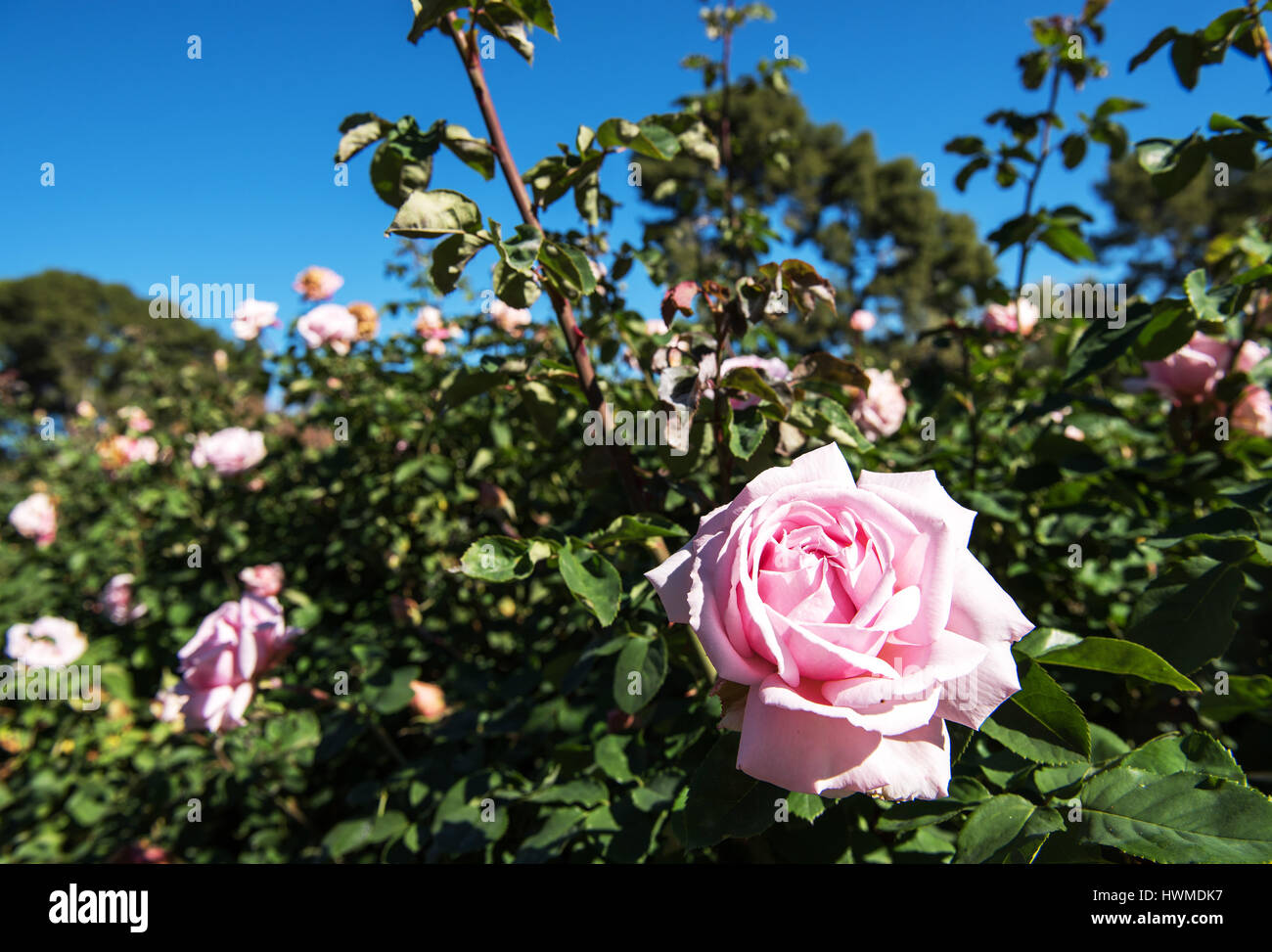 Blumenanbau mit rosen -Fotos und -Bildmaterial in hoher Auflösung – Alamy